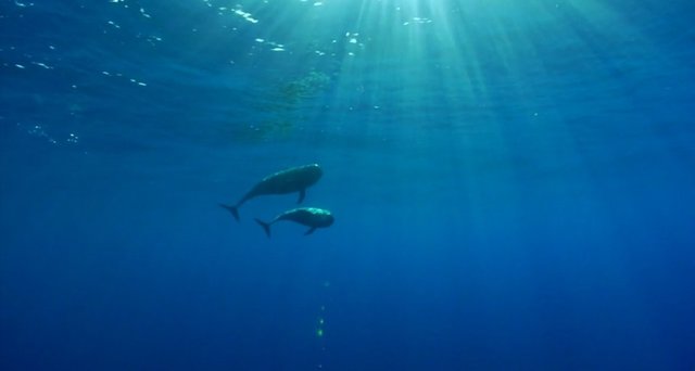 Vídeo HD | El Gran Azul, ¡el auténtico! Ocurre en las islas Canarias y ...